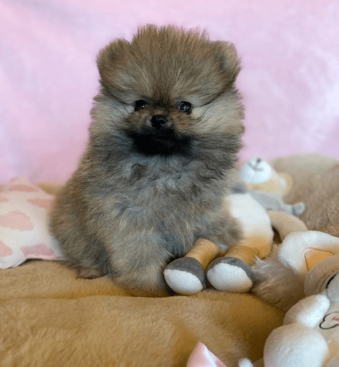 Allevamento volpino di Pomerania Roma - Luxury Baby Dog
